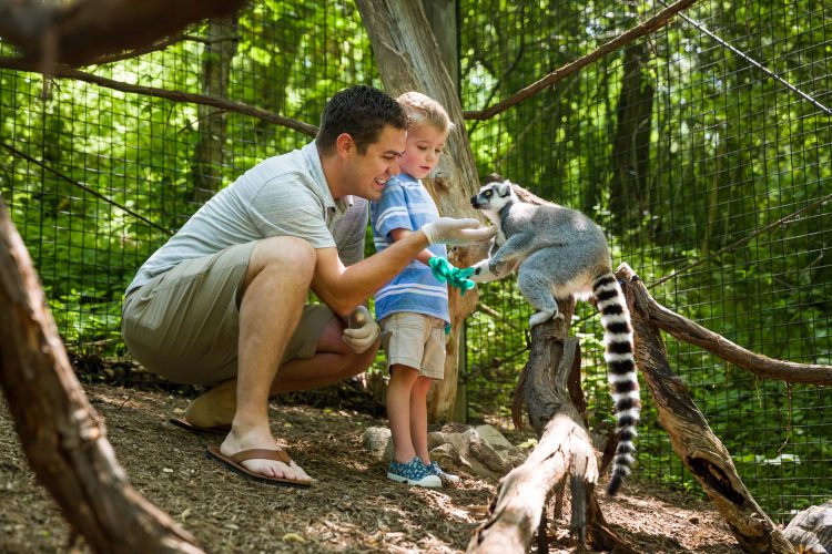 Oglebay Good Zoo Offers Encounters With Wildlife Such as a Red Panda ...